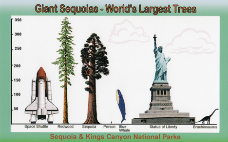 Largest Tree on Earth